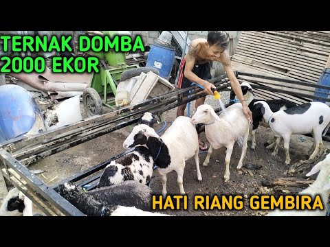 2000 EKOR DOMBA GEMUK DAN SEHAT, PETERNAK LEHA LEHA - YouTube