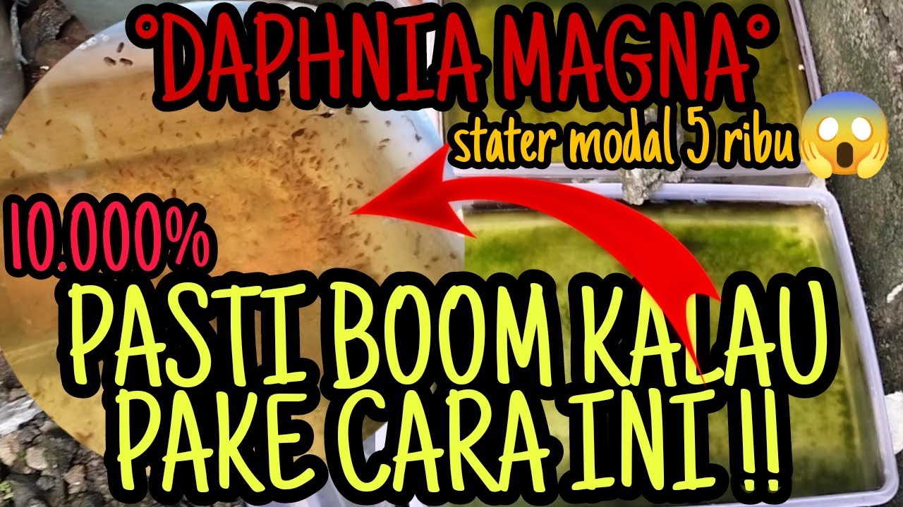 KULTUR DAPHNIA MAGNA MODAL 5 RIBU HASILNYA auto BOOM 100% BERHASIL ...