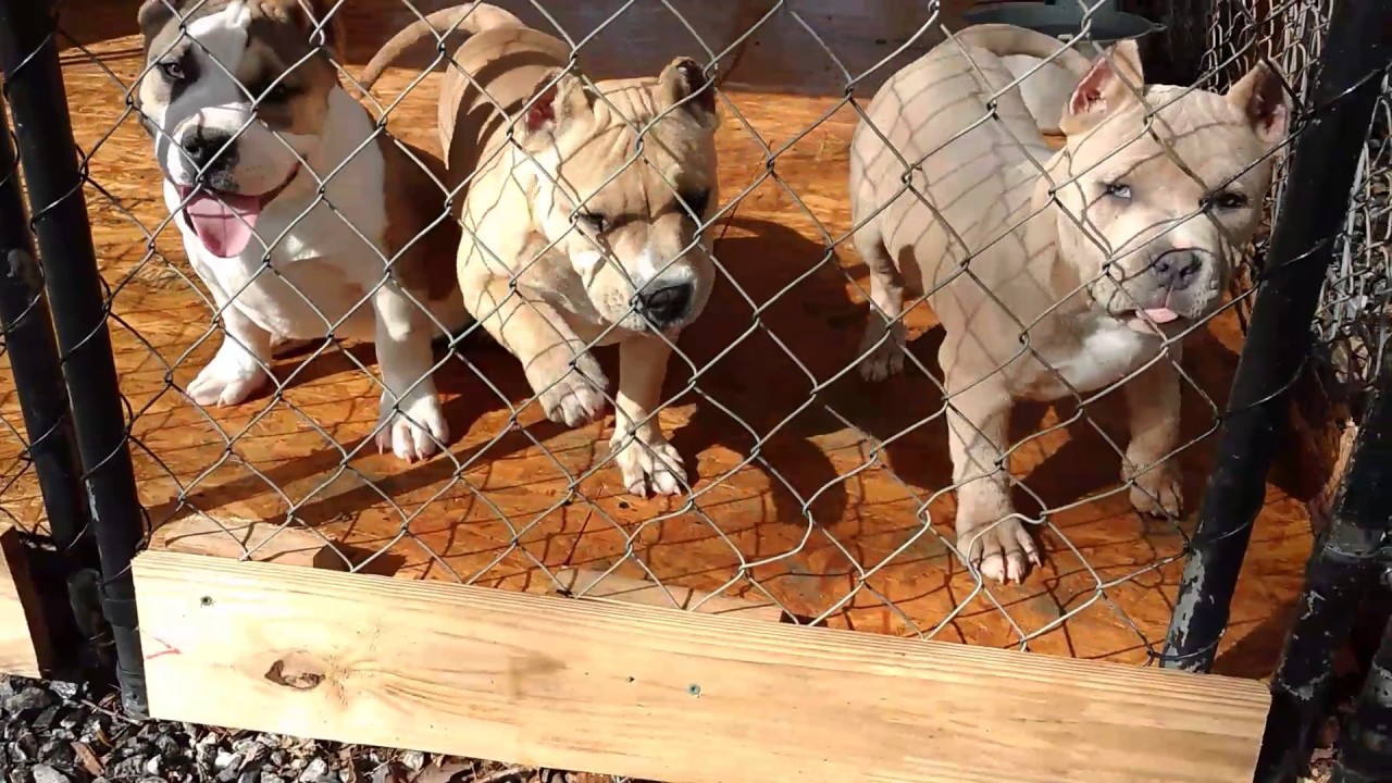 American Bully heat Waring FTB. - YouTube