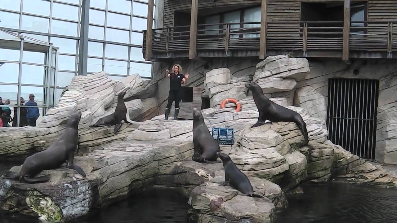 How To Train A Sea Lion - YouTube