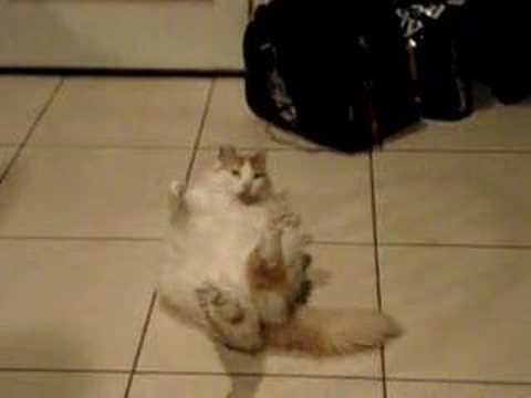 cat sit-ups - YouTube