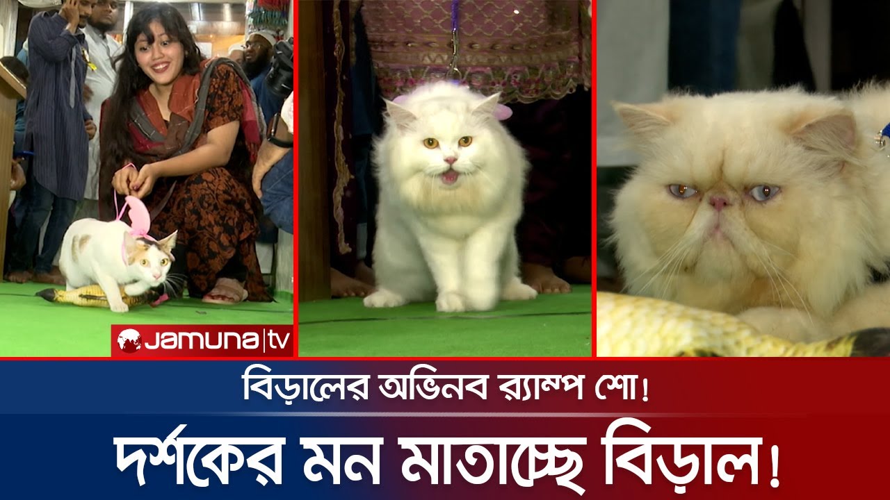 অবাক কাণ্ড! সেজেগুজে র‍্যাম্পে হেটে দর্শক মাতাচ্ছে বিড়াল! | Cat Show ...