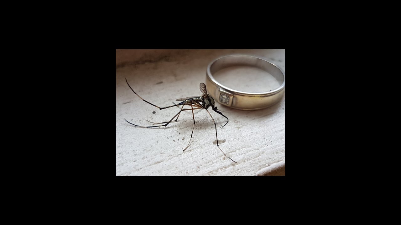 MUTANT ALIEN MOSQUITO???? REAL FOOTAGE - YouTube
