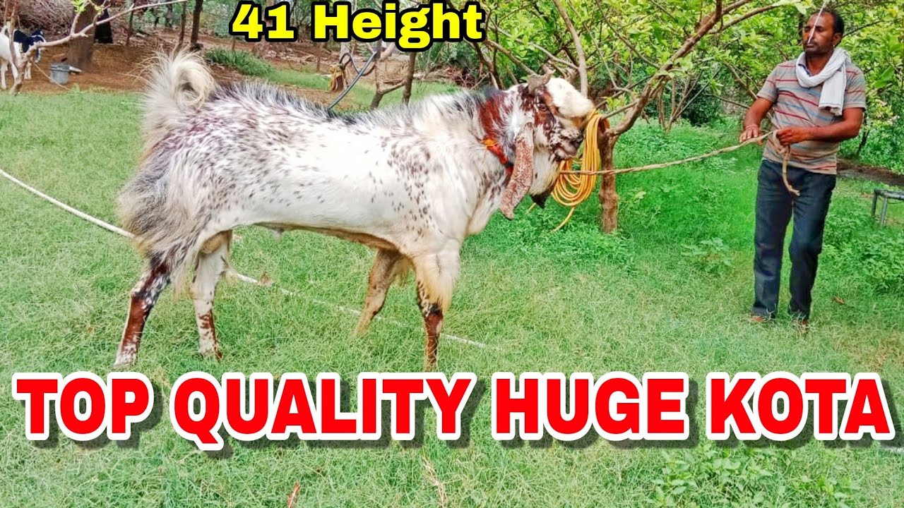 Top Quality Huge Kota Male From Jungle | 41 Height Kota | Full ...
