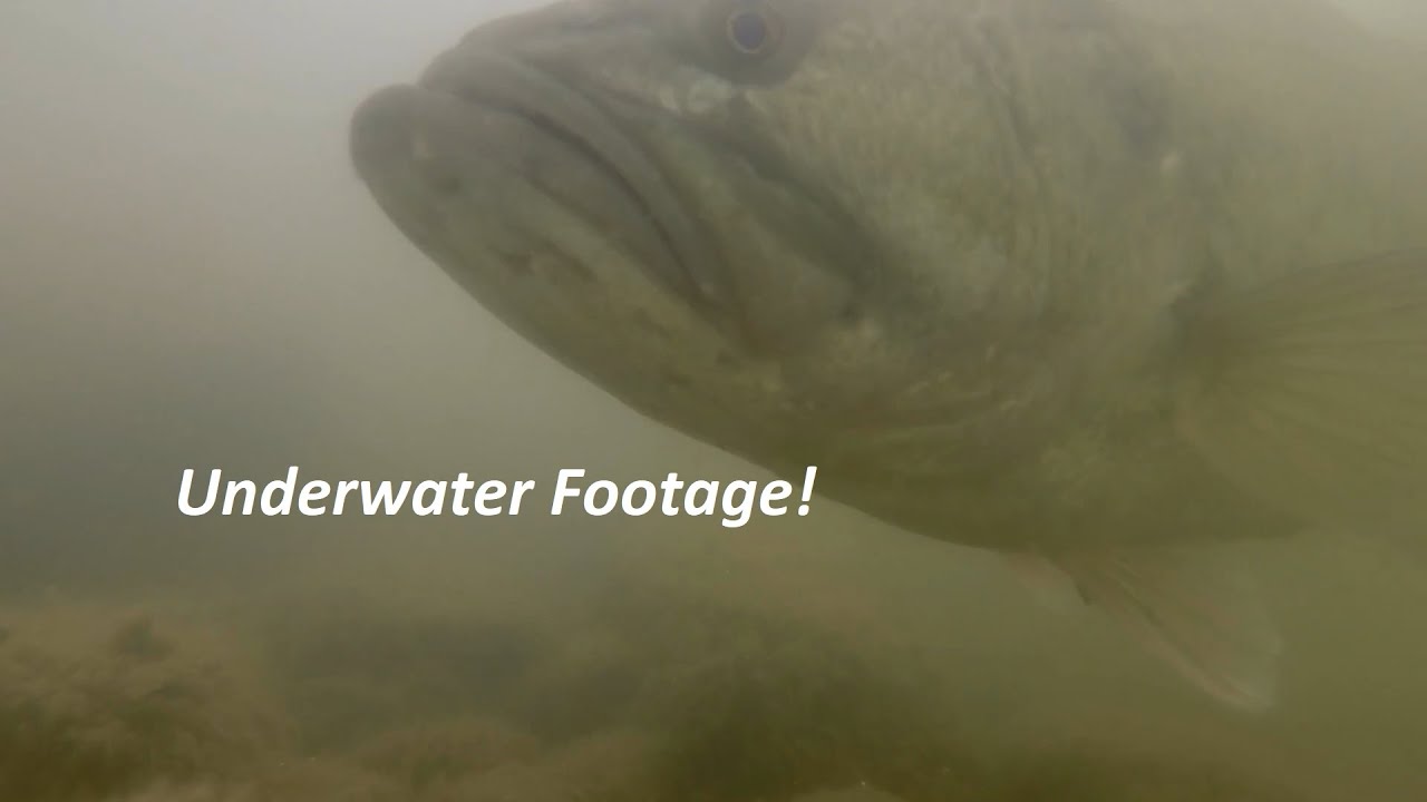 Big Largemouth Bass on Rip Rap (Underwater) - YouTube