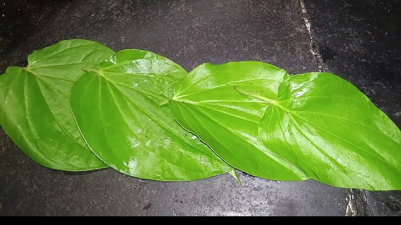 soup recipe in tamil/vetrilai soup/vethalai recipe/betal leaf recipe ...