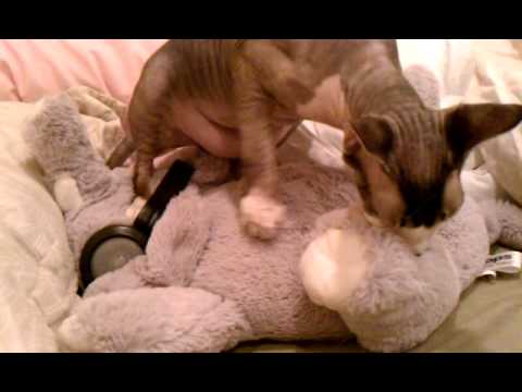 Sphynx loves his elephant