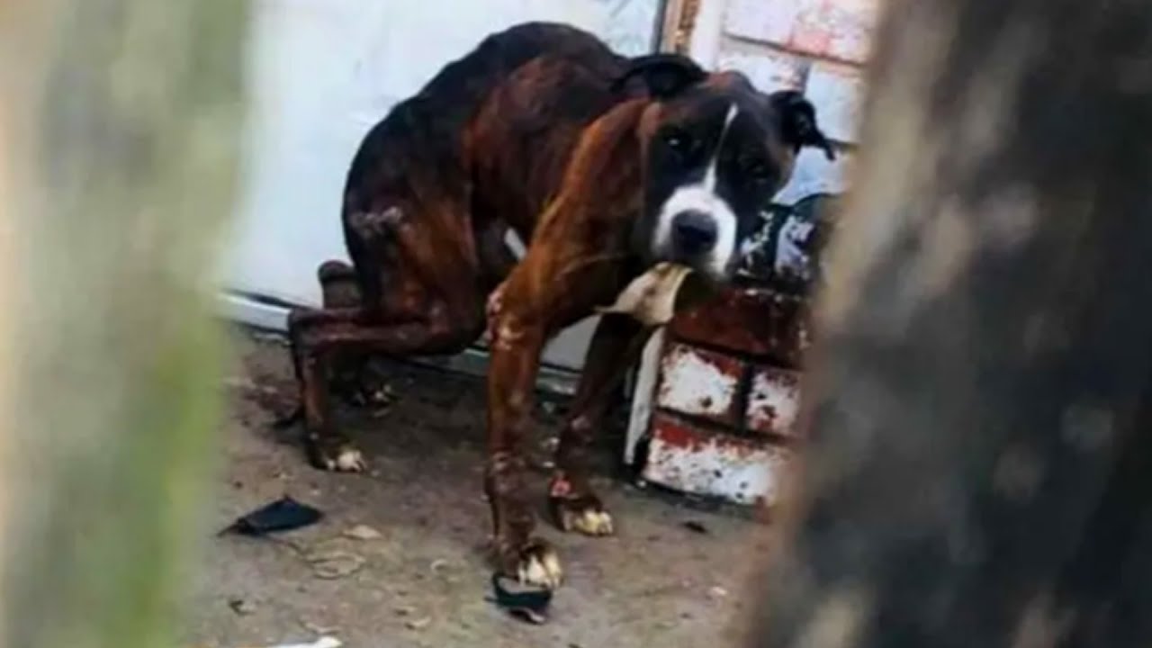 Frau hörte hinter Zaun ein Weinen. Der Hund rief sie um Hilfe - YouTube