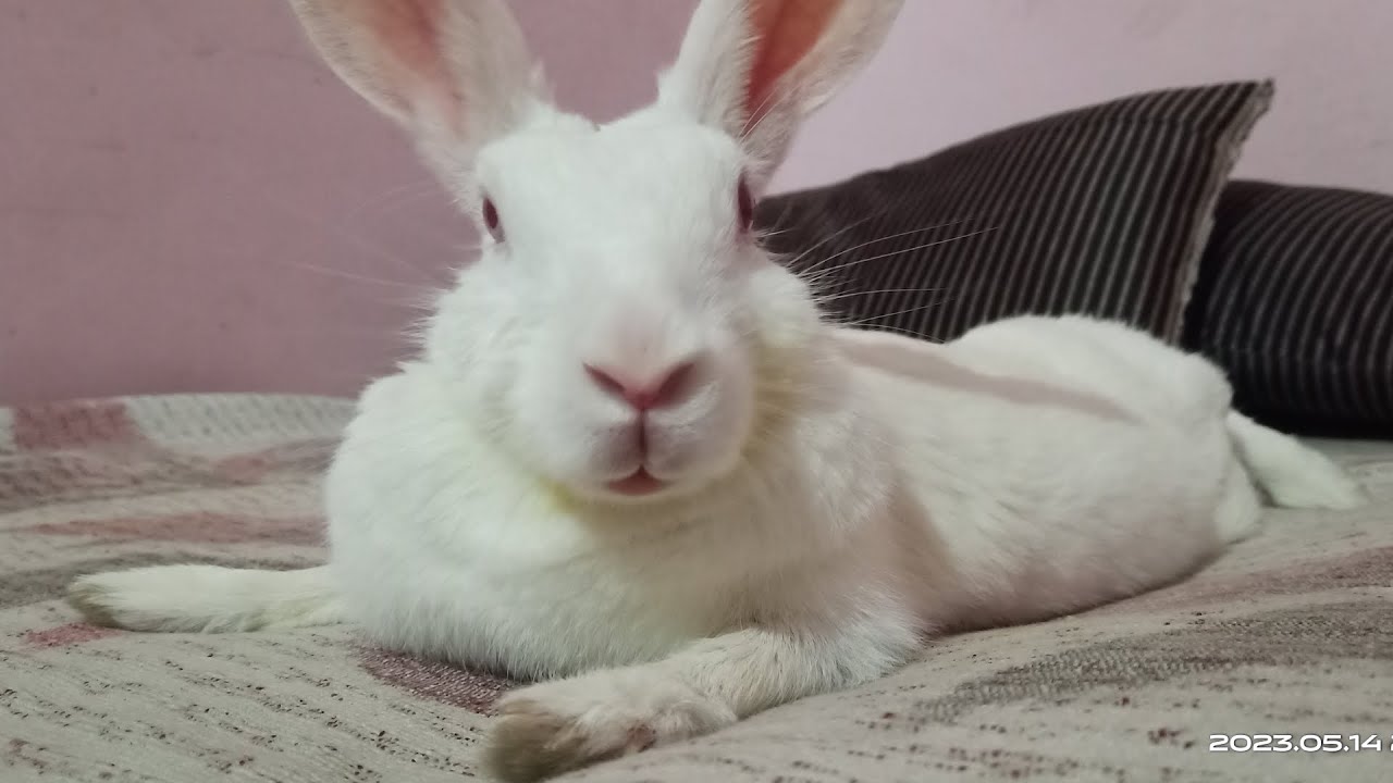 Cute rabbit my suggu ️ - YouTube