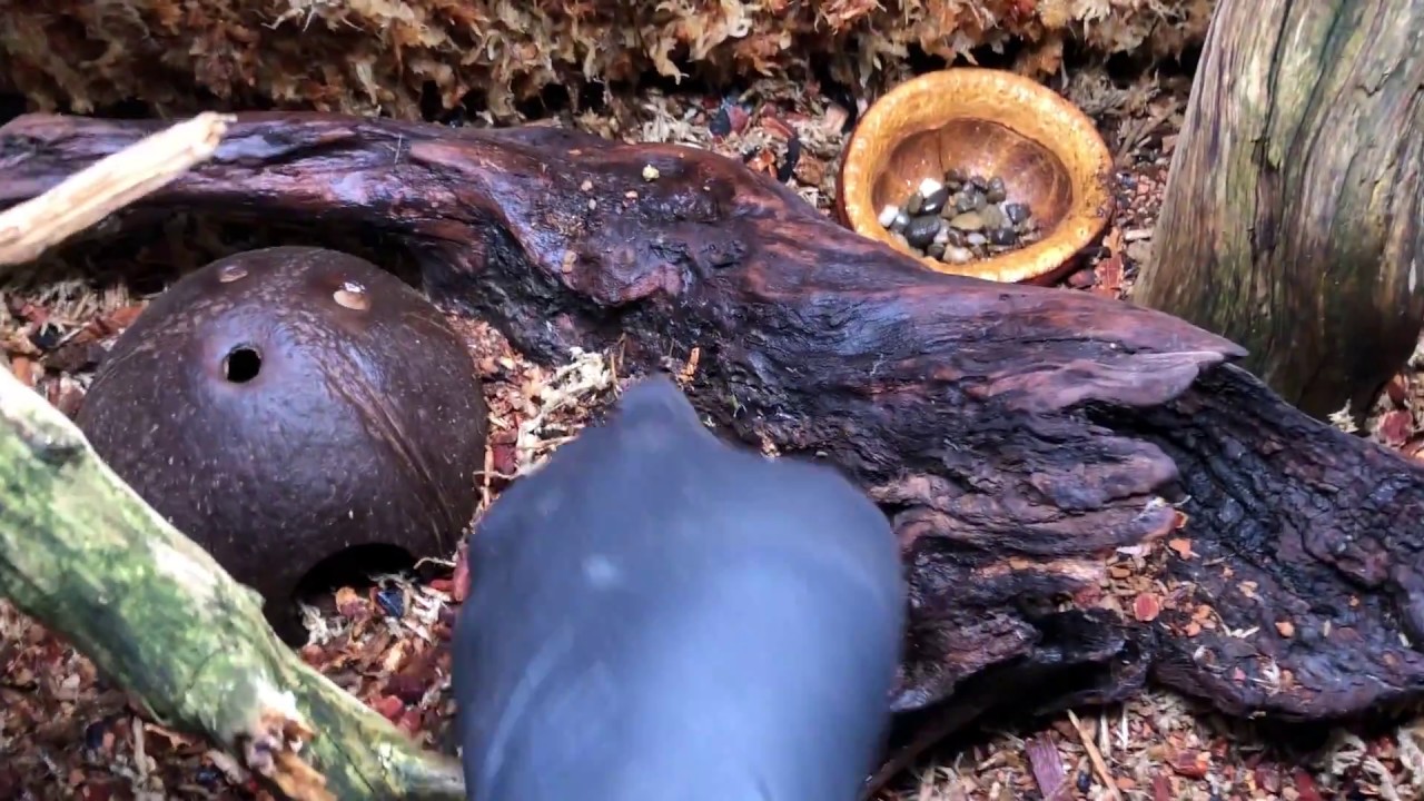 My Biopod Aqua Vivarium Build - YouTube