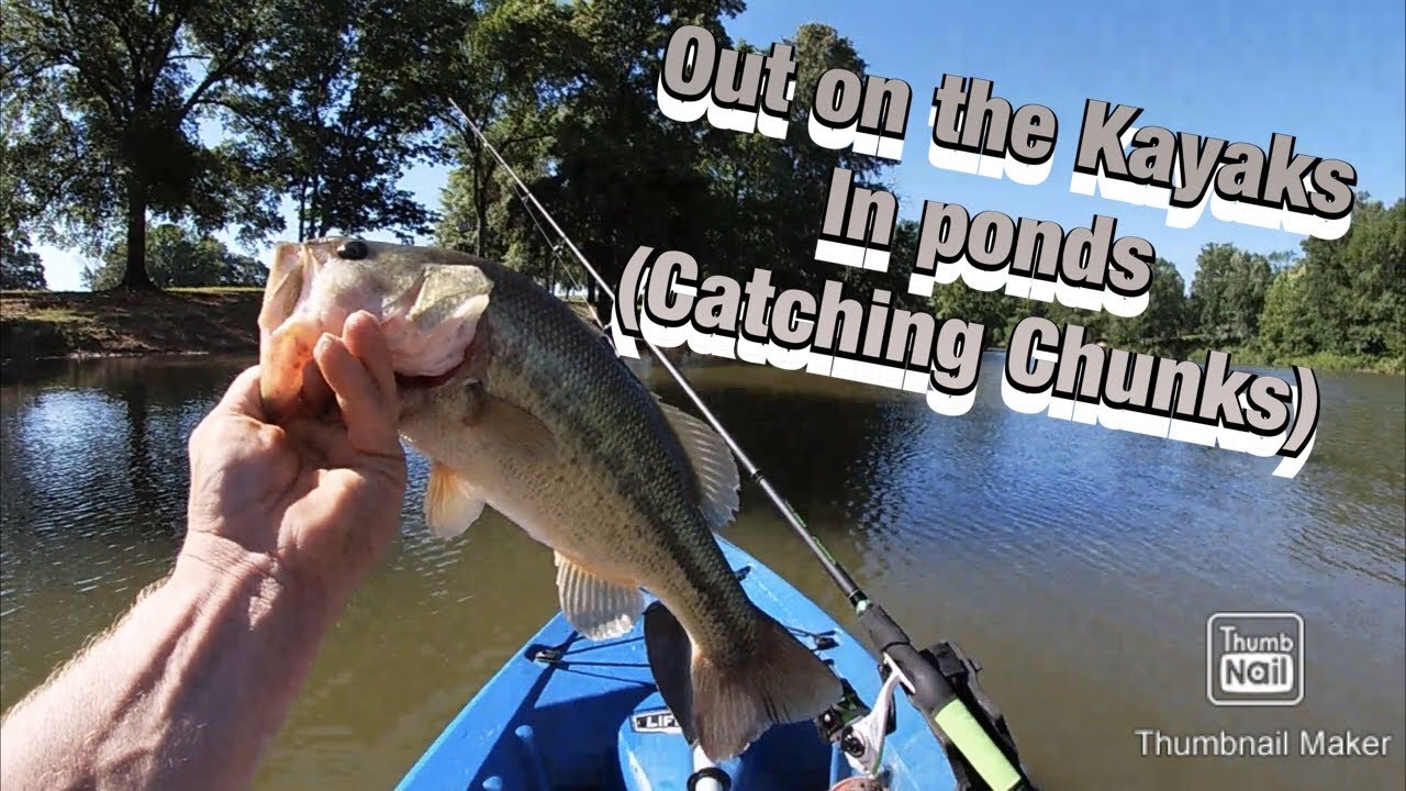 Pond Fishing and catching chunks on YumBaits Dingers weightless - YouTube