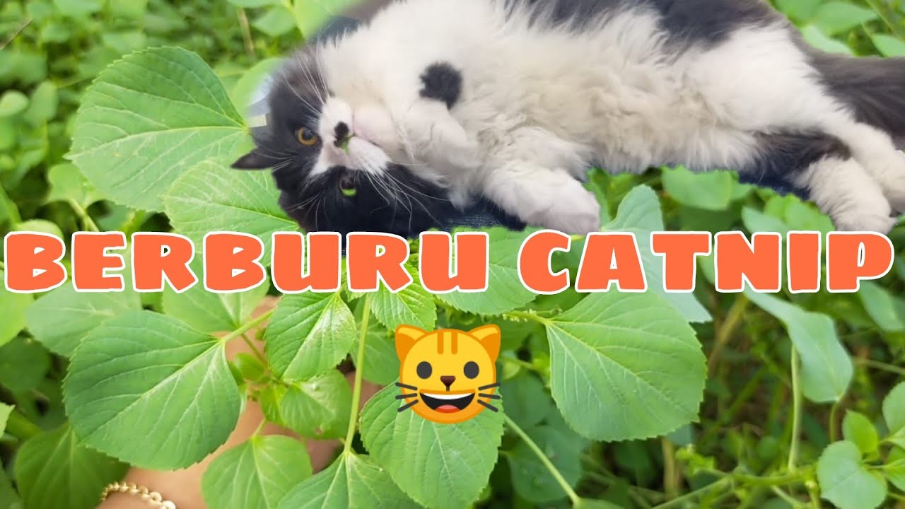 CARI CATNIP, ngajak kucing mabok pagi-pagi || tanaman anting anting ...