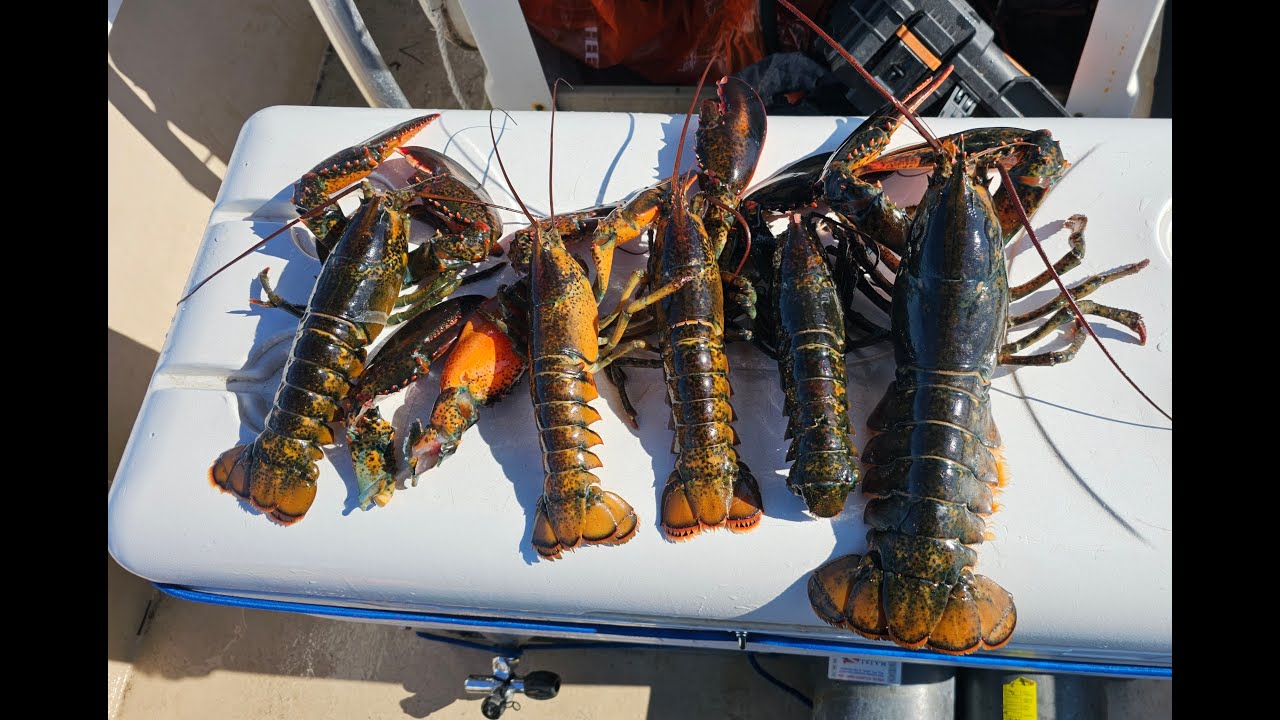 Diving for lobsters and scallops on scuba in Massachusetts - YouTube