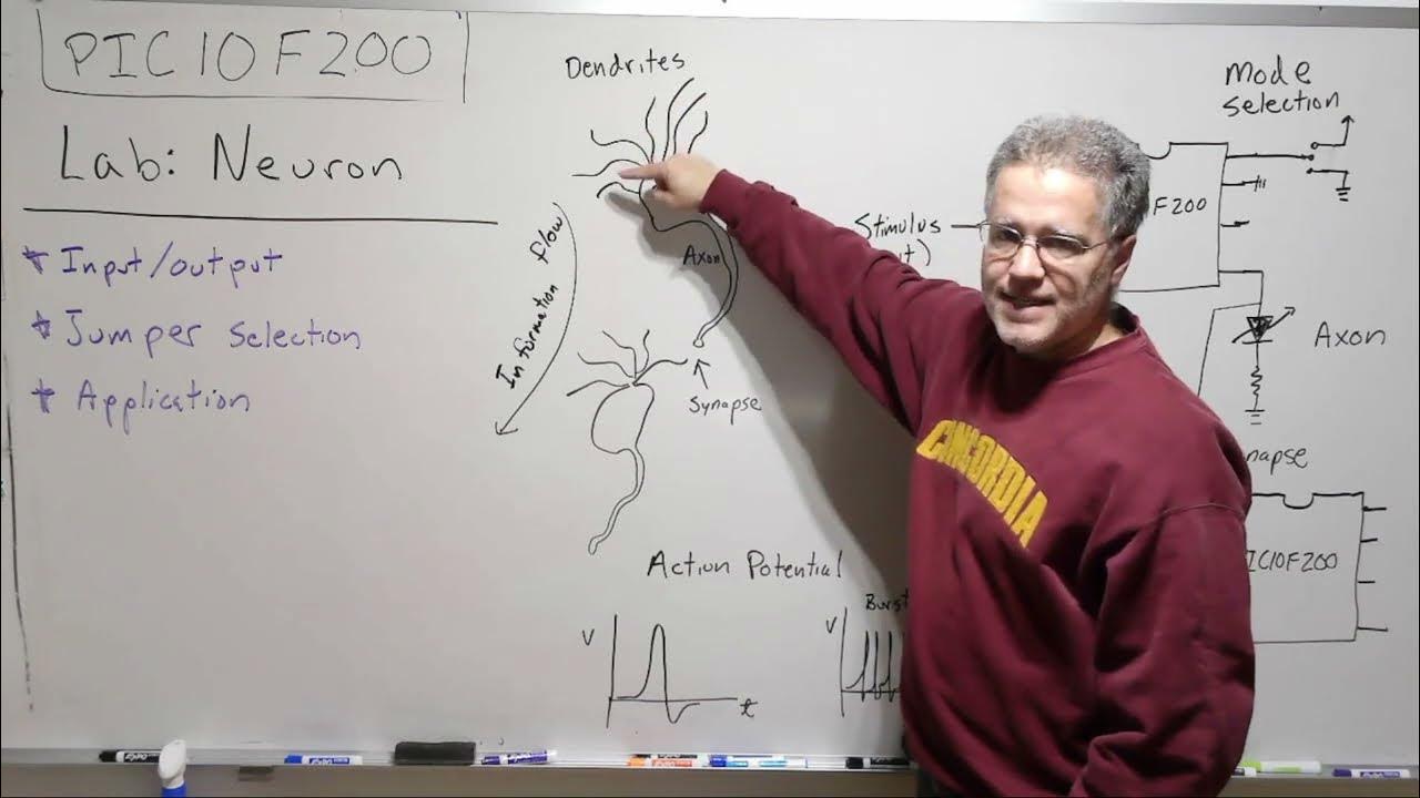 PIC10F200 Lab 10 - Simulating Neuronal Behavior: Creating a Microcontroller Neuron Network - YouTube