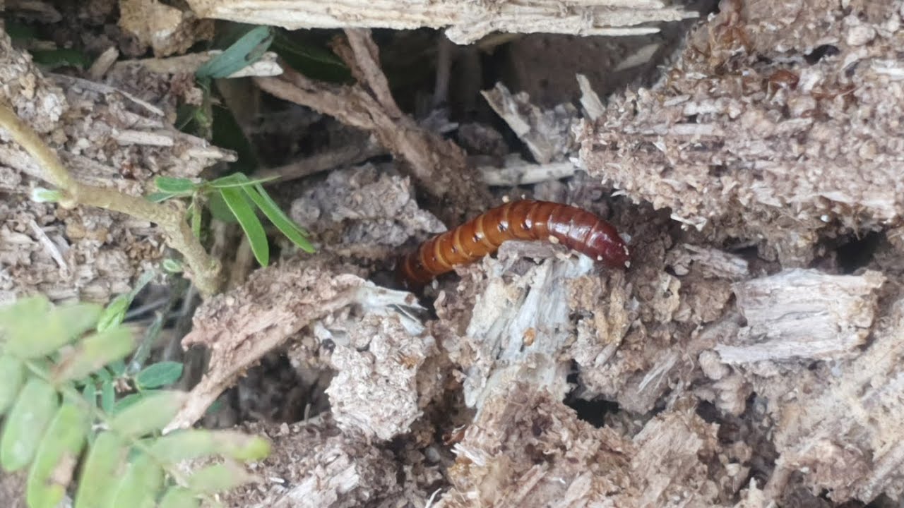 Explore some inside rotten coconut try, I found many ant and worm ...