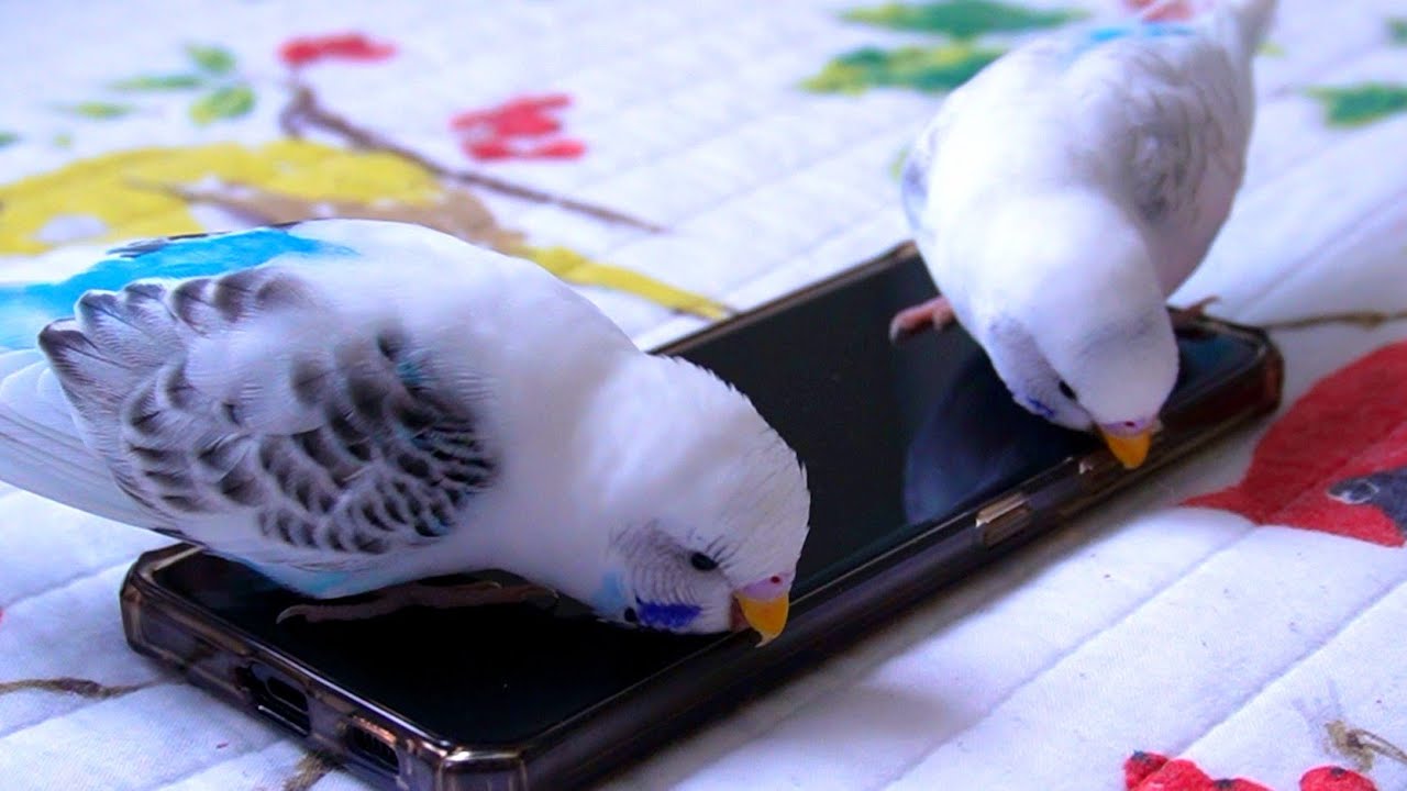What happens if you leave your phone in birds' care? 😁😅😂👍 - YouTube