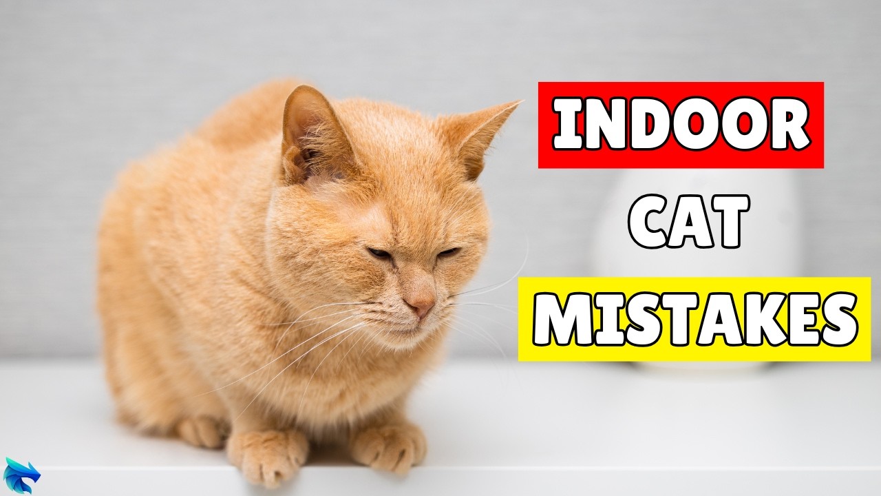 STOP Making These 10 Critical Errors with Your Cat - YouTube