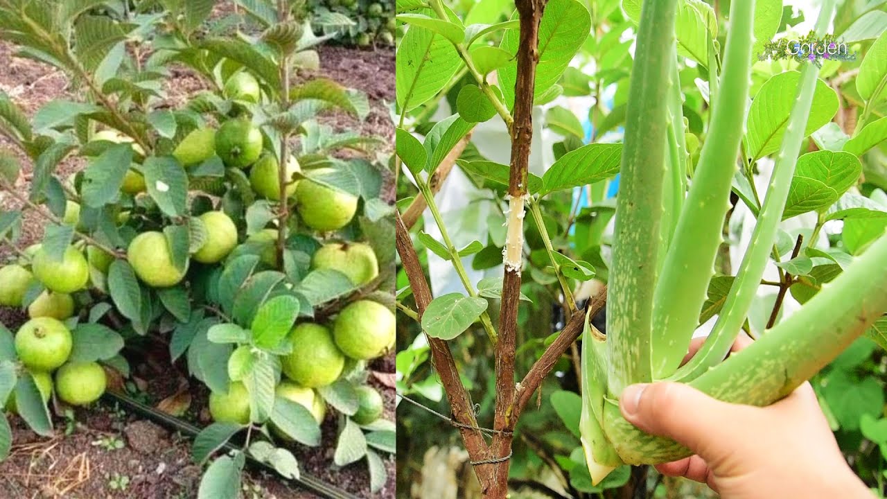 The power of ALOE VERA air layering all fruits tree without soil bear a ...