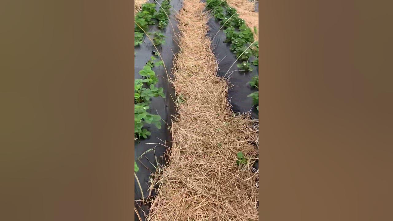 Итоги первой плантации🔥 Сегодня заложили сено между рядами чтобы не ...