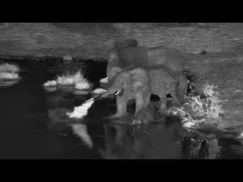 Crocodile Picked the Wrong Elephant 🐘