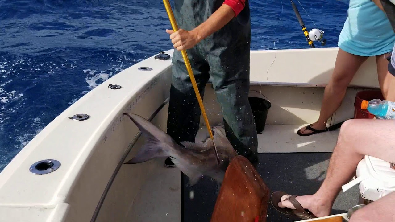 My 45lb Cobia is brought aboard after a 15 min Fight 12/3/19 - YouTube