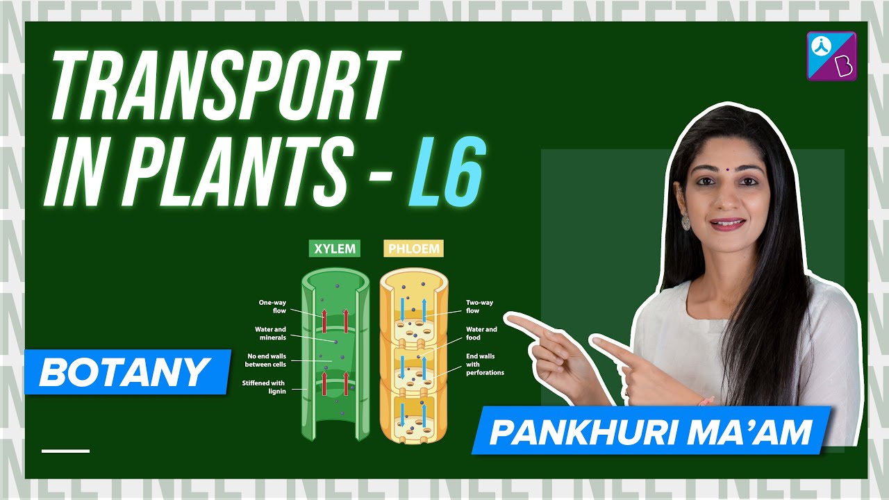 Transport In Plants Class 11 Biology - Root Pressure and Transpiration ...