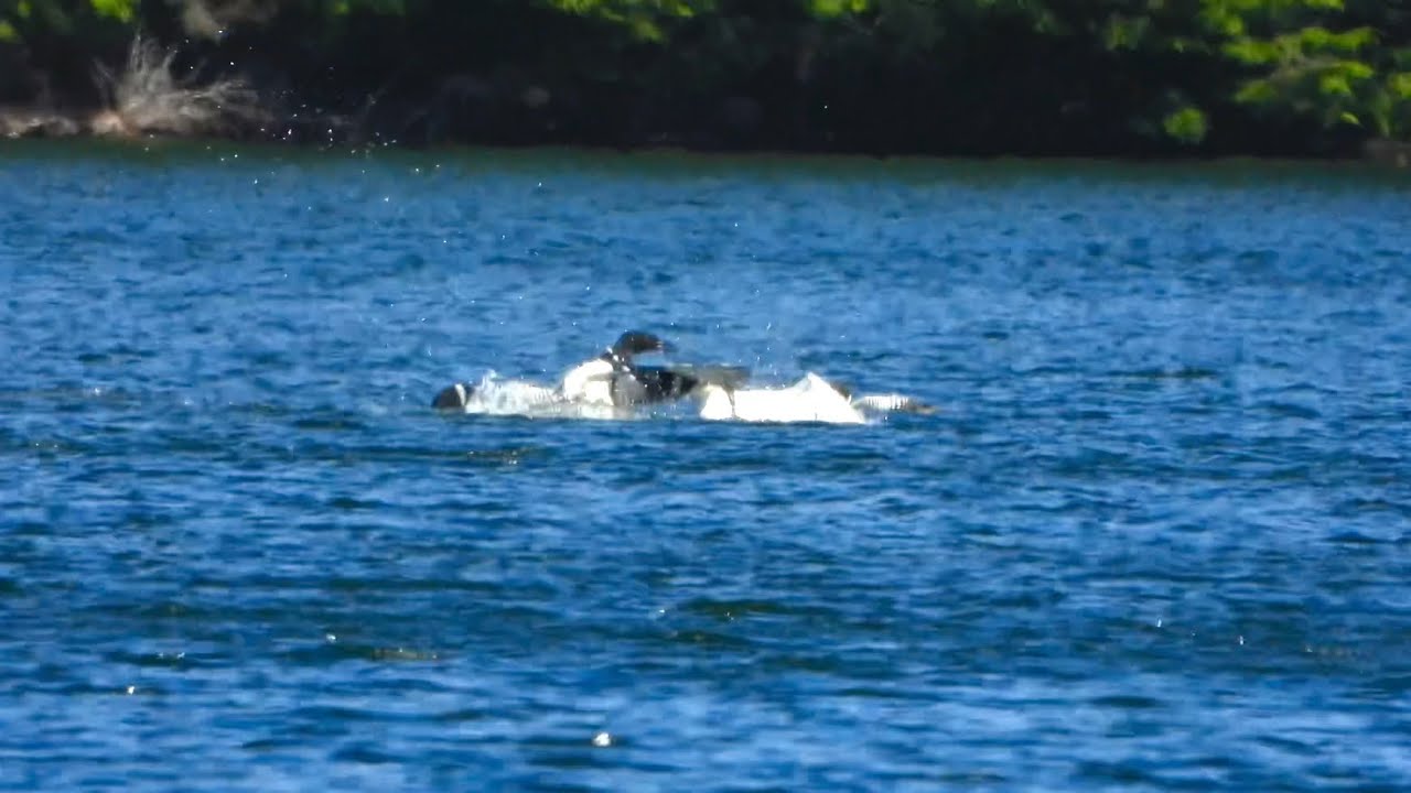 The Most INTENSE Loon Fight I've Recorded To Date (4K) 7/18/24 - YouTube