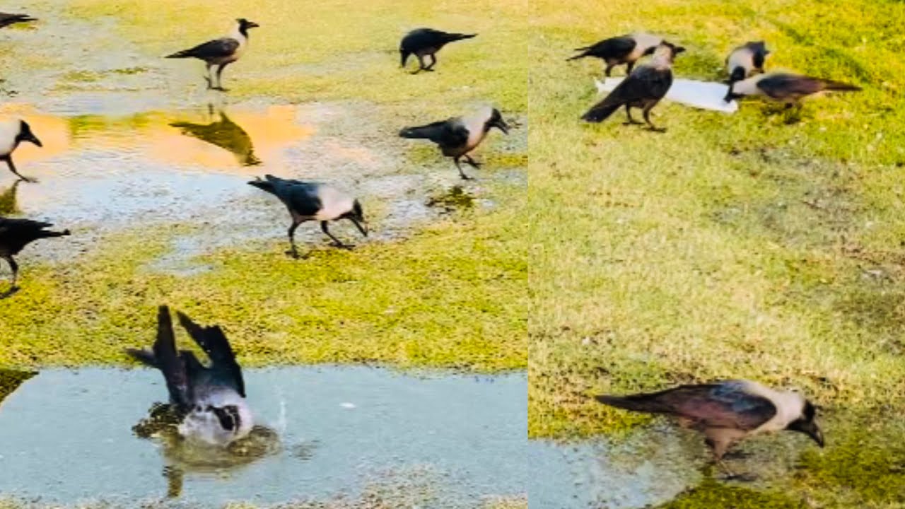 "Crows take a bath, amazing moments of crows at water park" - YouTube