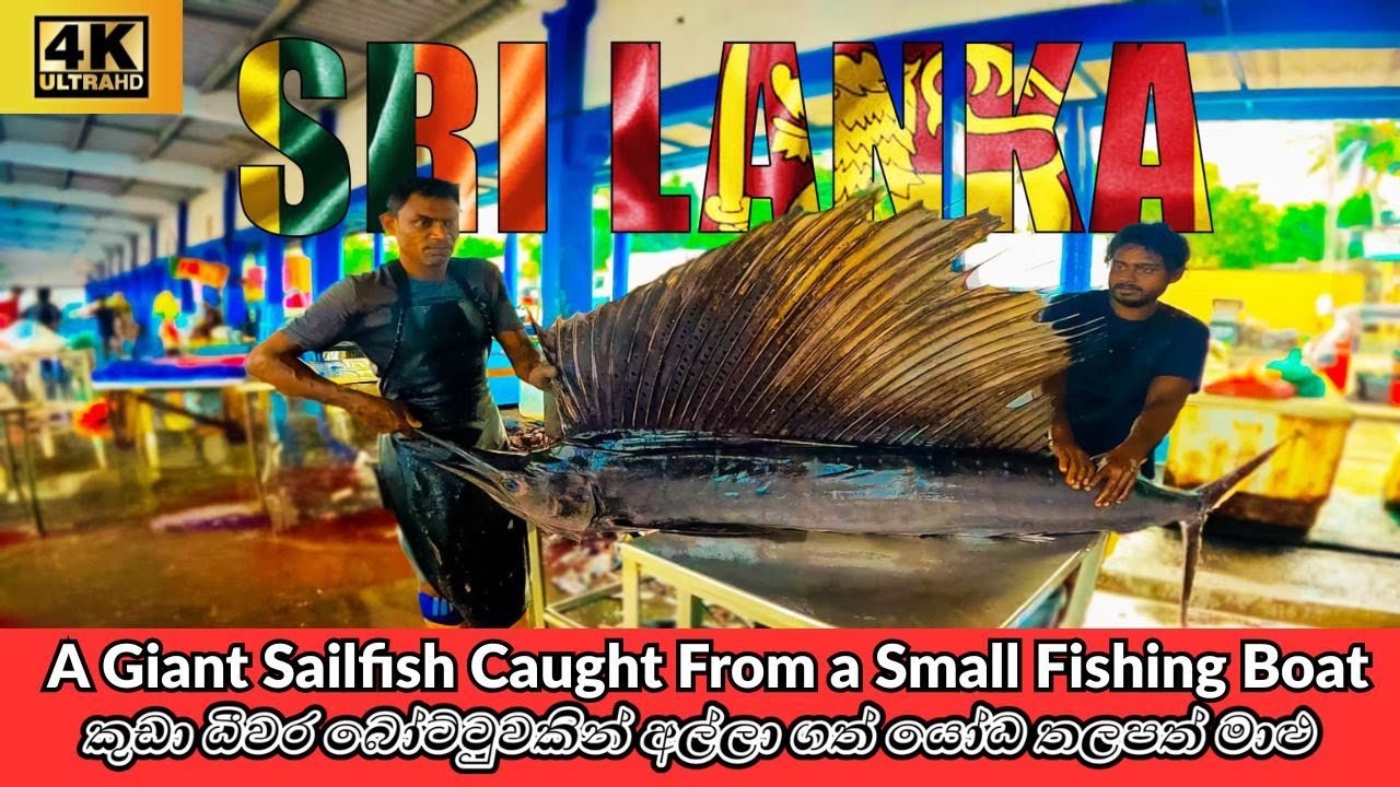 Giant Sailfish Cutting - Sri Lanka's Fish Market - YouTube