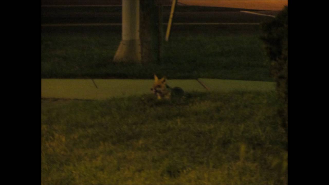 Fox screaming - YouTube