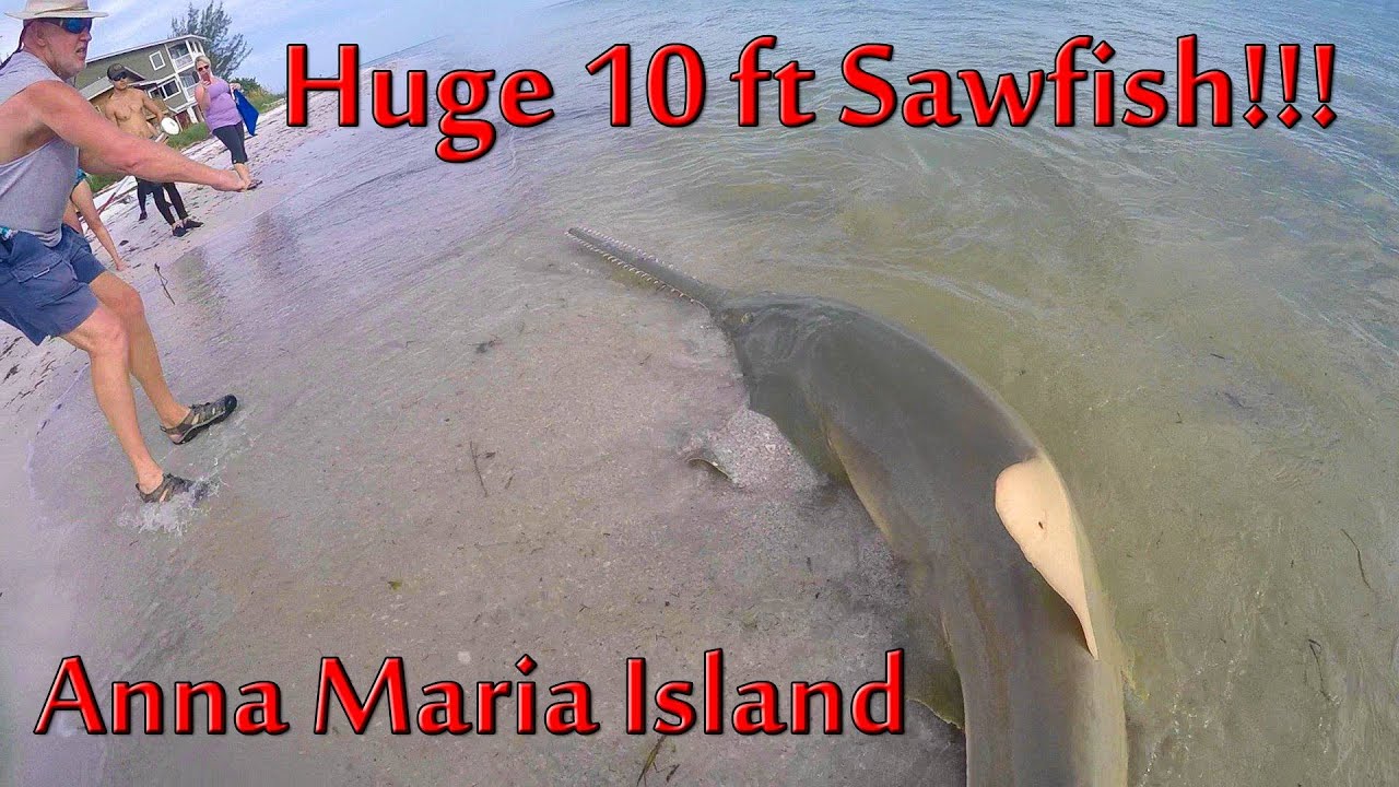Giant Sawfish