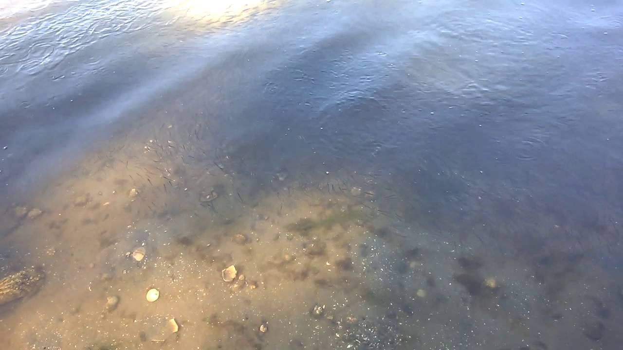forage fish Filucy Bay - YouTube
