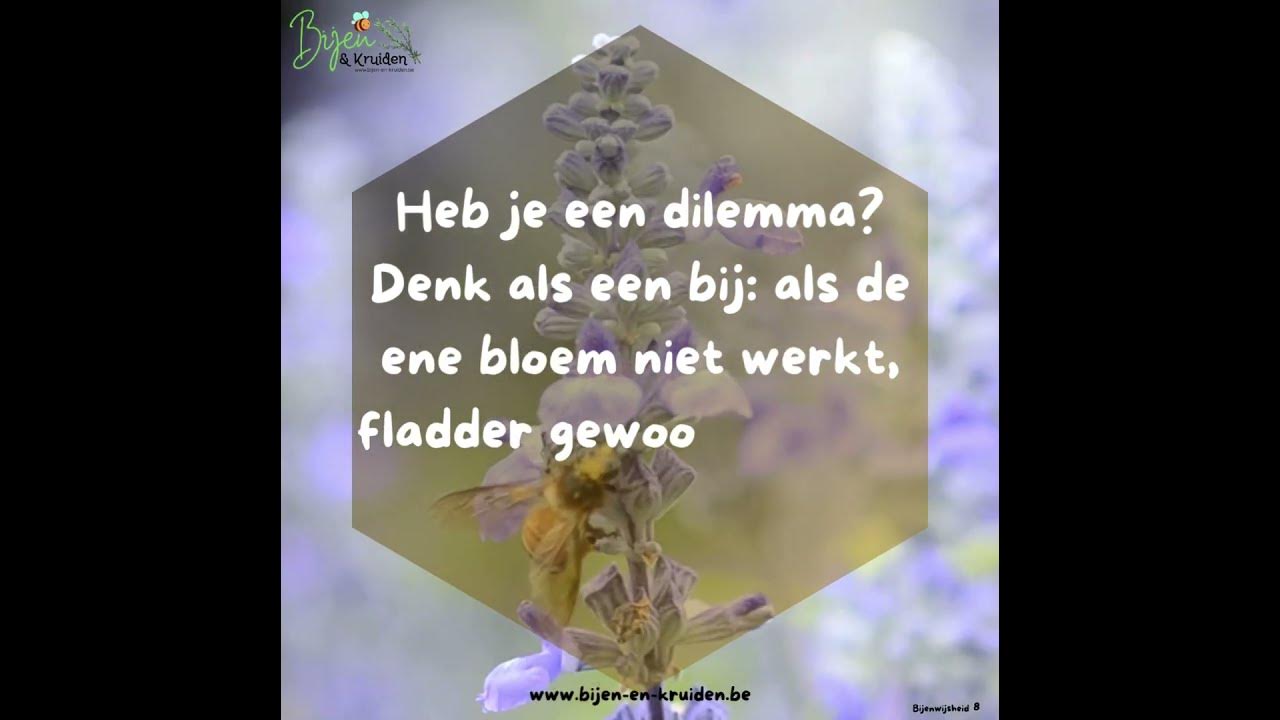 Heb je je ooit afgevraagd wat bijen denken?8 - YouTube