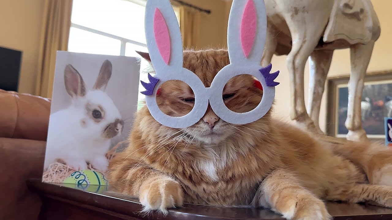 Great Dane admires cat's epic Easter bunny costume - YouTube