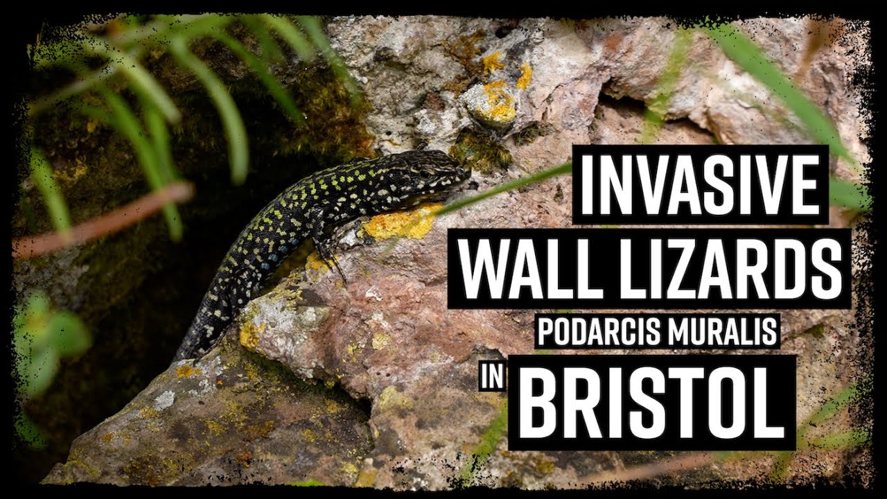 Invasive Wall Lizards in Bristol UK - Podarcis muralis #herpetology ...