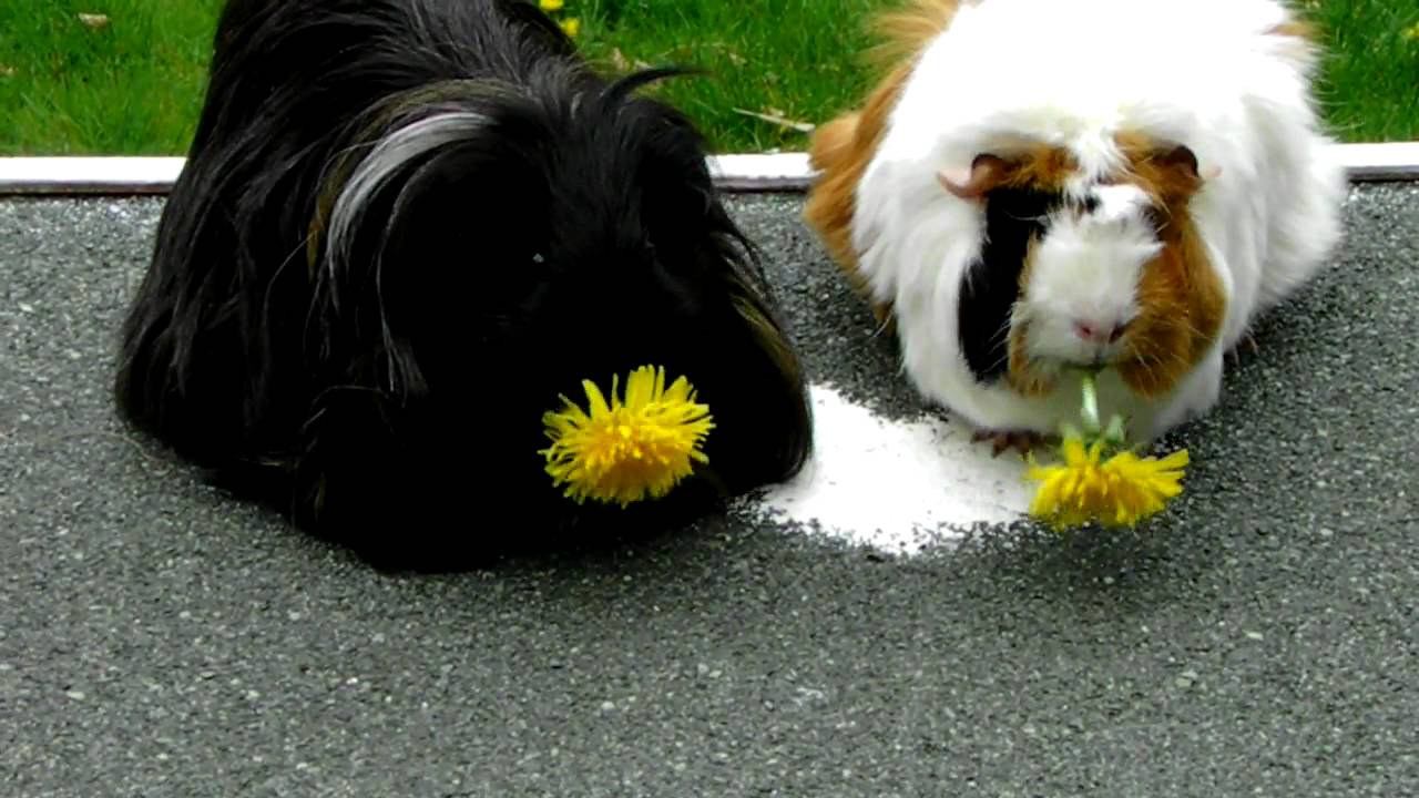 Grappige cavia's - YouTube