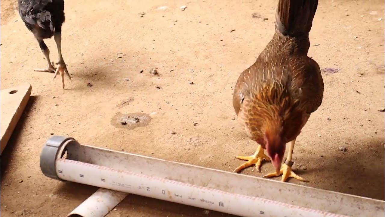 Betina duke hulsey || ayam - YouTube