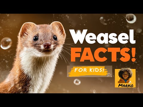 Least Weasels for Kids | Amazing Fun Facts and Information | Learn with Marko