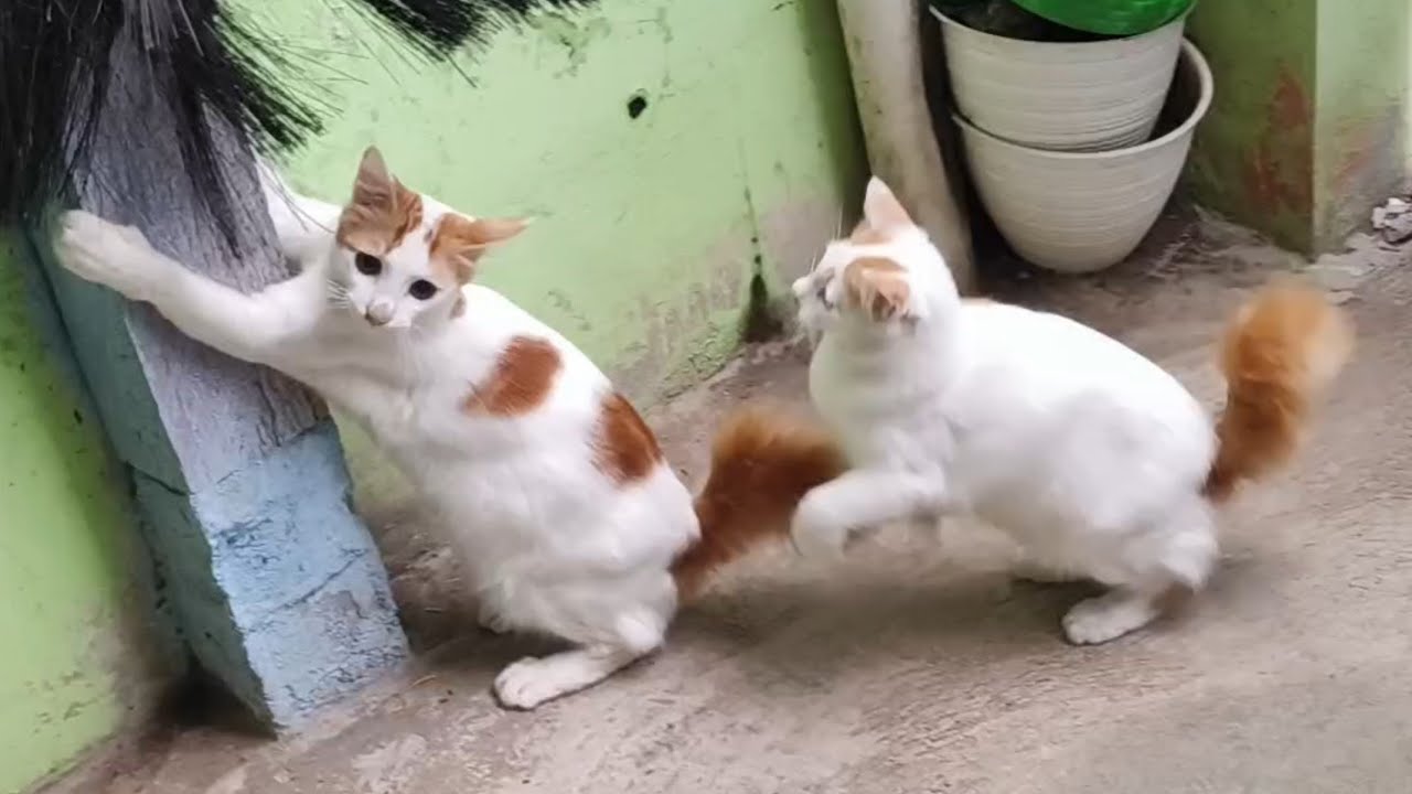 Cute White Cat Brothers Playing Fighting Together in Cage - Funny Cat ...