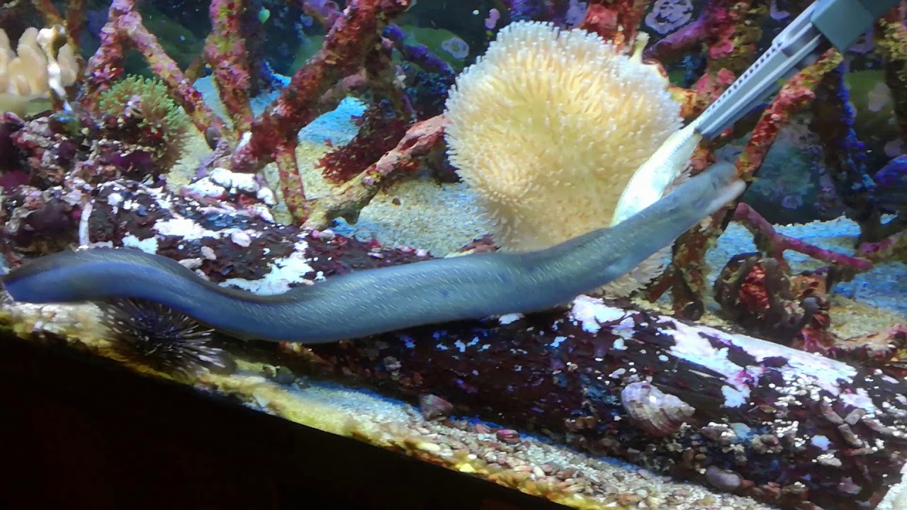 Moray eel feeding / Muränenfütterung (Gymnothorax tile) - YouTube