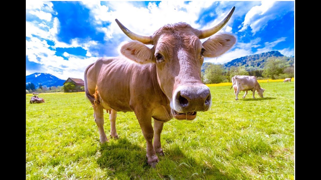 Clever Cows | Cow update 2019 | Big Cow Australia - YouTube