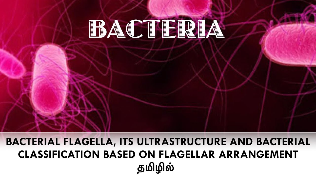 Bacterial Flagella & its ultrastructure / Classification of bacteria ...