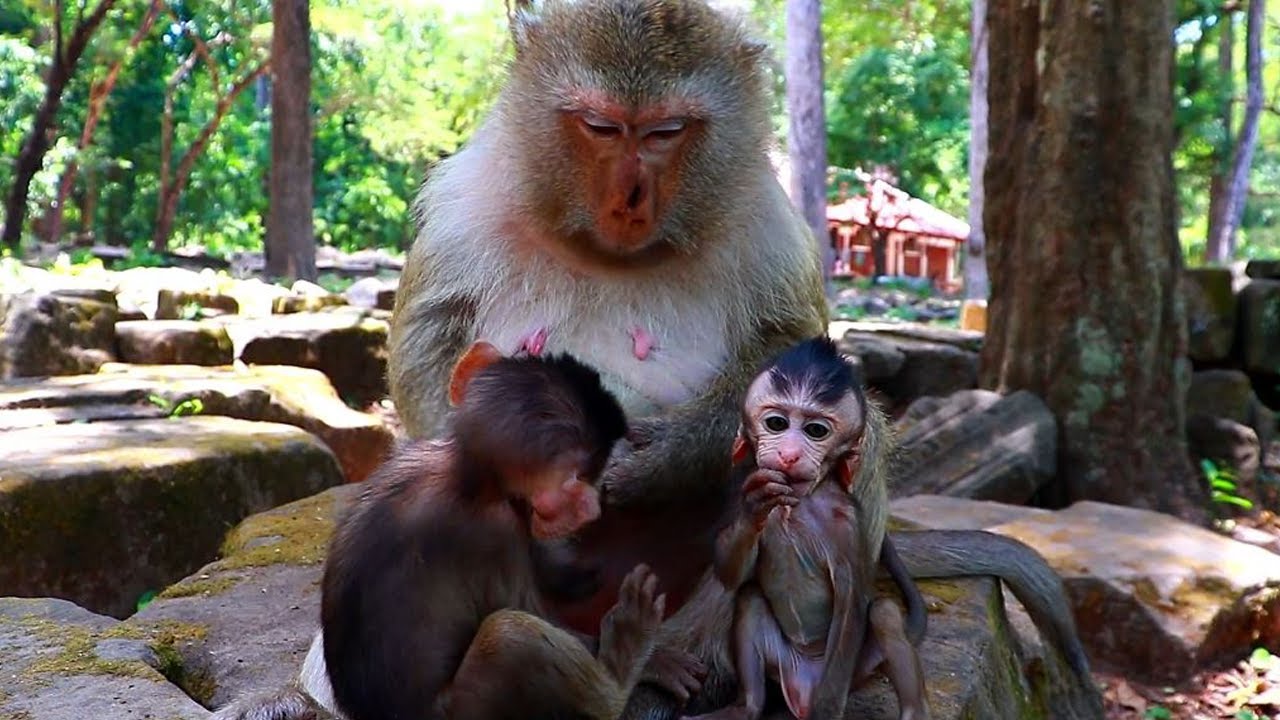 Real Life Monkey Mother And Baby Natural Living - YouTube