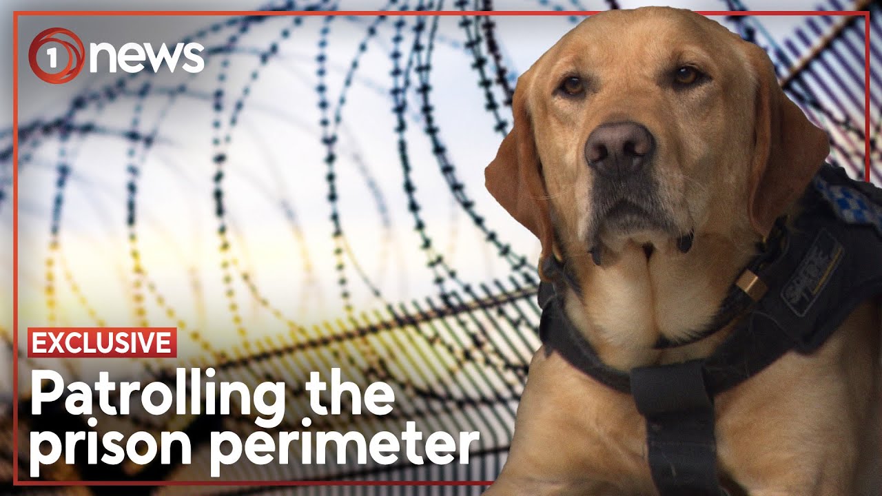 More and more drugs entering New Zealand prisons | 1News Exclusive ...