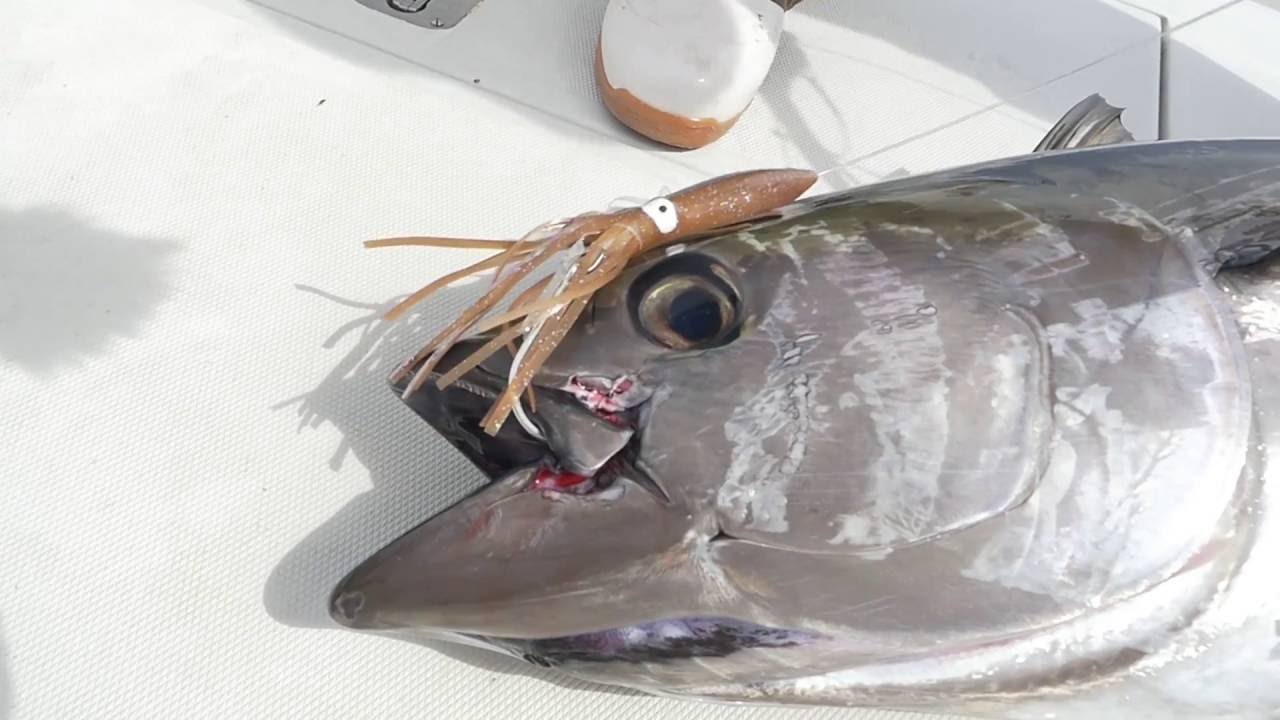 Trolling for Bluefin Tuna South of Martha's Vineyard - YouTube