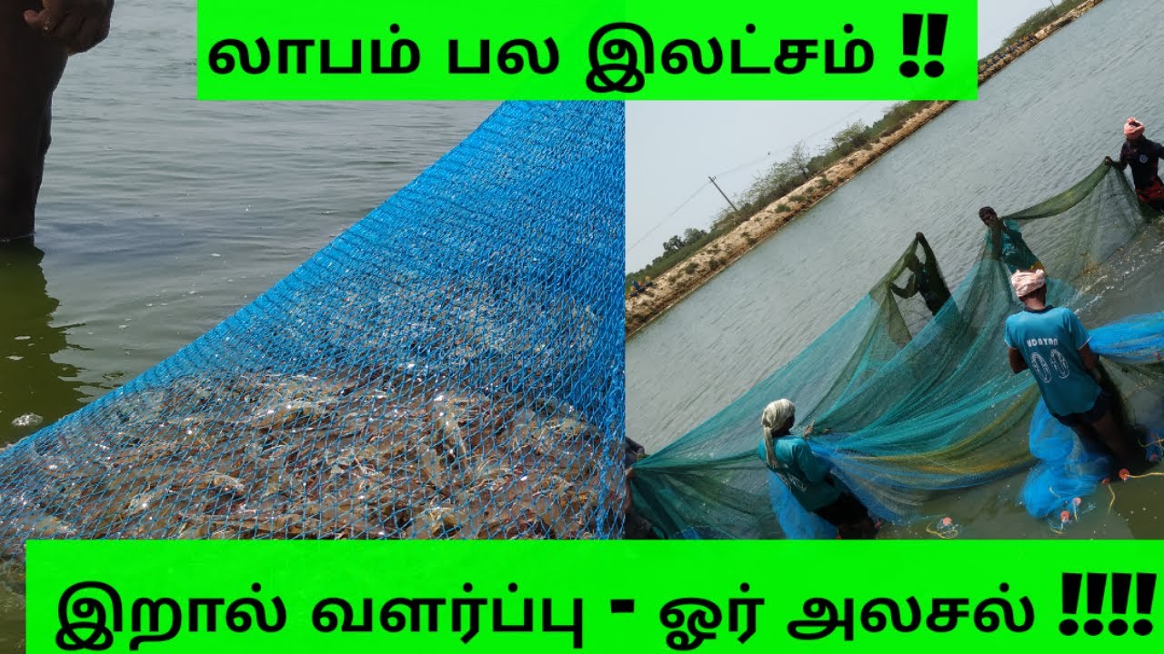 Prawns Farm in North Chennai | NorthChennai Life Style | NCL | - YouTube