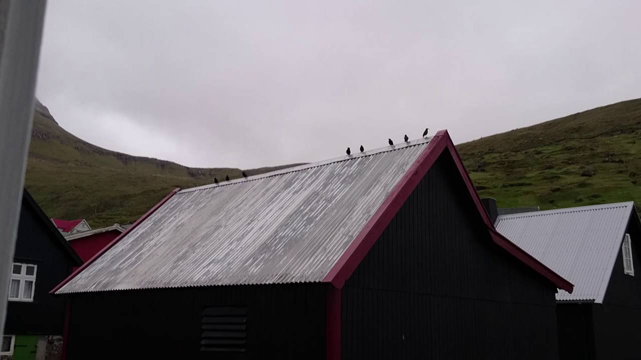 Sturnus vulgaris faeroensis - faroese starling, Färöer Star - YouTube