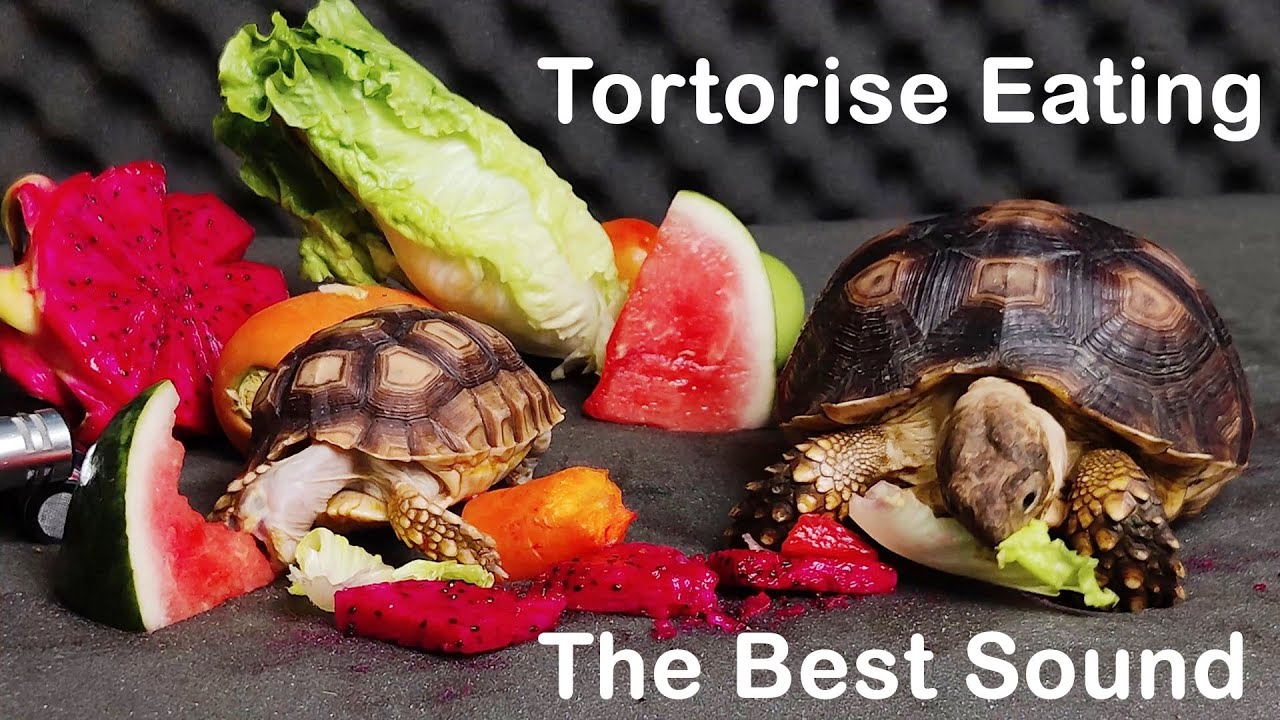 Turtle Tortoise Eating 먹방 🍉 animal asmr eating food 먹방 🐢 - YouTube