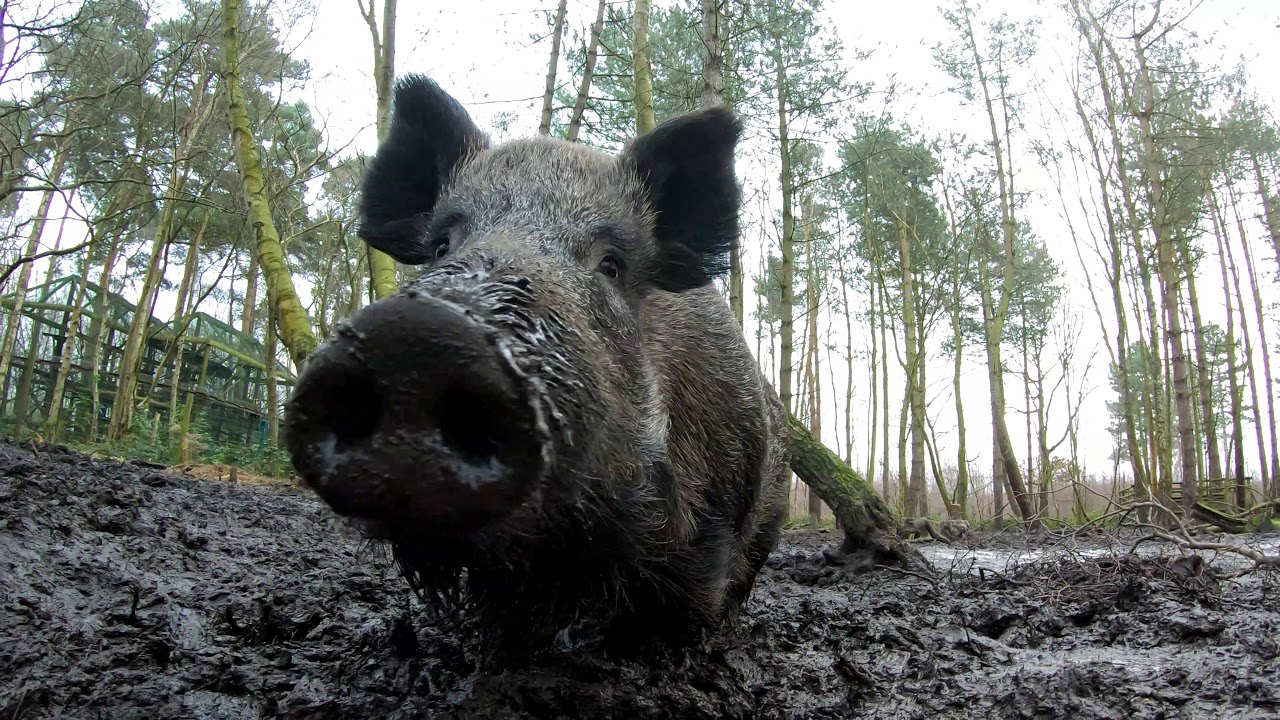 Wild boar in the mud at Wildwood - YouTube