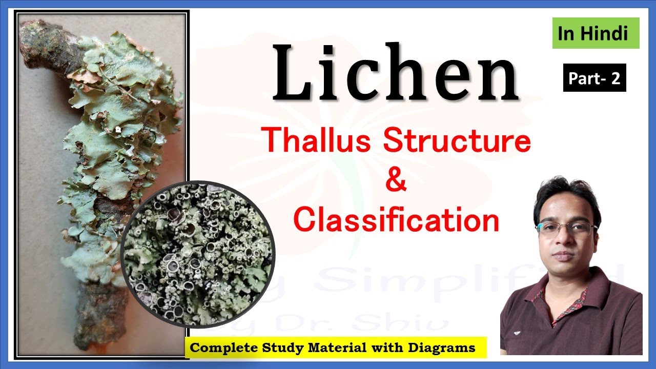 लाइकेन के थैलस की संरचना । वर्गीकरण । Lichen thallus structure ...